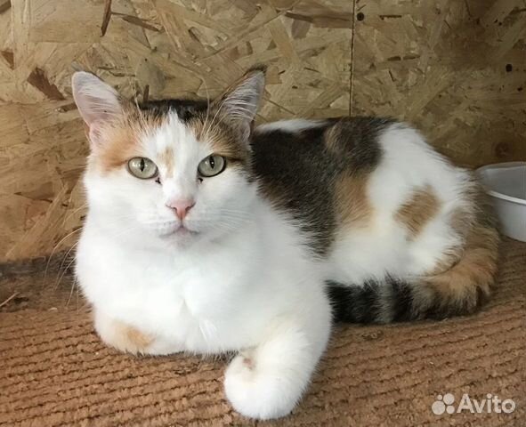 Кошечка трехцветка на счастье,отказница