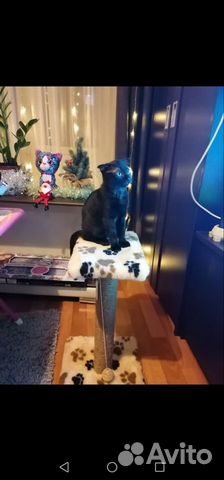 Кошечка в добрые руки