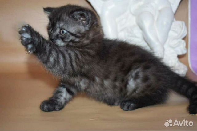 Пупсик котик