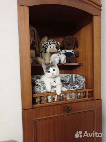 Кошечка Мия ищет дом