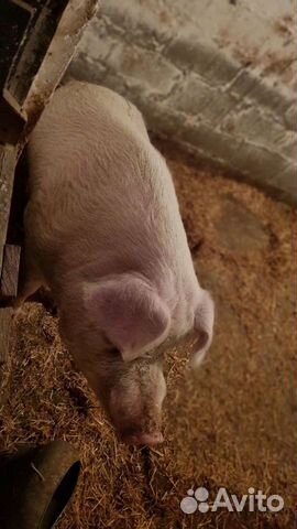 Продается боров