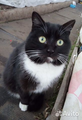 Отдадим котика