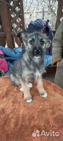 Щенок в добрые руки