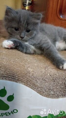 Длинношерстный шотландец