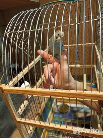 Волнистый попугай с клеткой