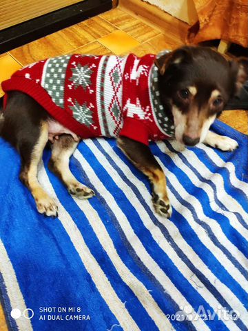 Собака Лиса в поиске дома