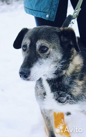 Ласковая и добрая Плюша, отдам