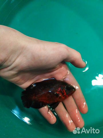 Отдам астронотуса