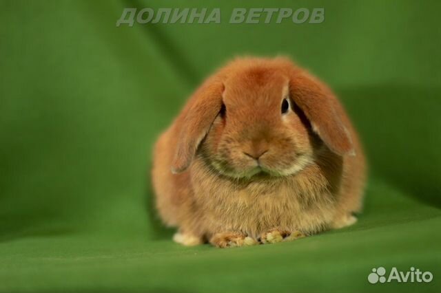 Рыжие кролики минилопы от миниатюрных родителей