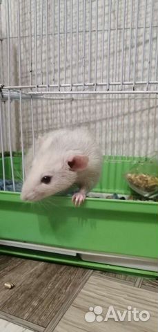 Крыса мальчик ищет друзей