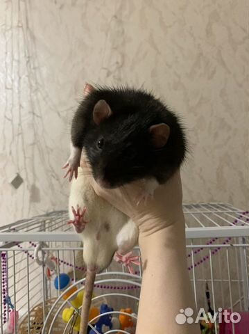 Крыса мальчик в добрые руки