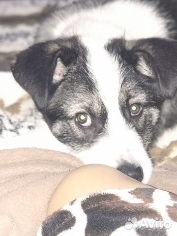 Собаки бесплатно