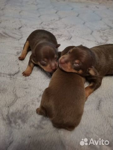 Маленькие щенки Той-терьера