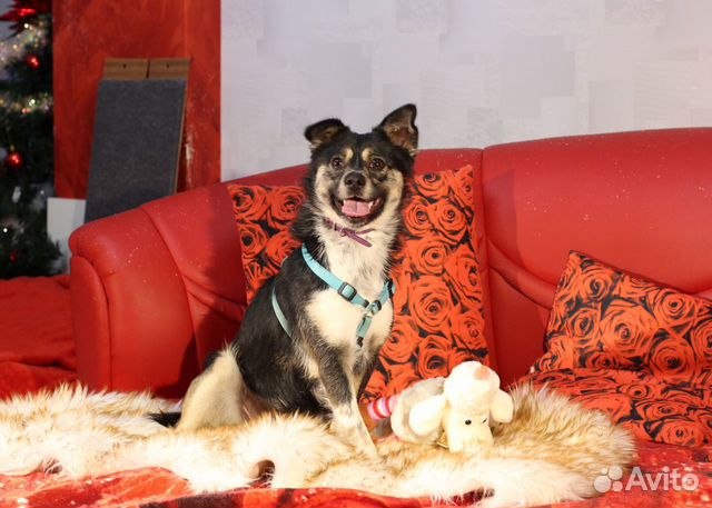 Маленькая собачка Джуля-9 кг любви, в дар