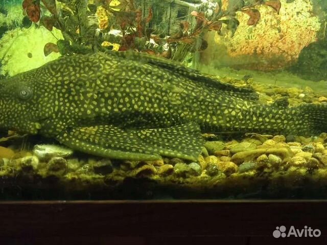 Парчовый сом (птеригоплихт)