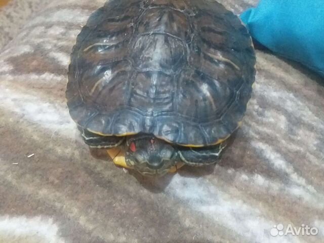 Черепаха