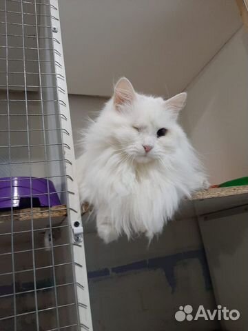 Особенные кошки