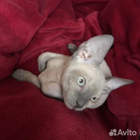 Канадский сфинкс котенок