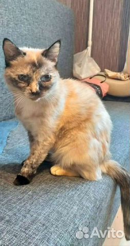 Голубоглазая и очень ласковая кошечка Полиша