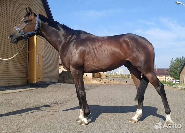 Жеребец Турбик