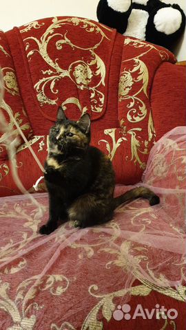Котёнок исключительно в добрые руки