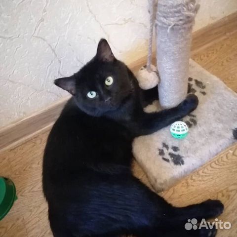 Марсель-домашний котик остался сиротой