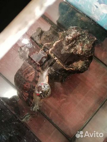 Красноухая черепаха в добрые руки