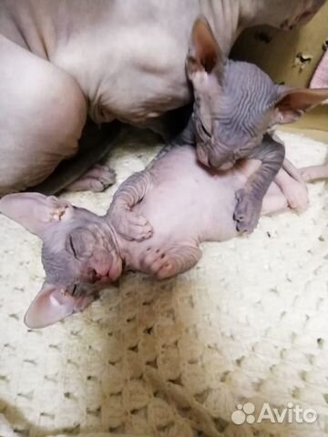 Продам котяток сфинкса