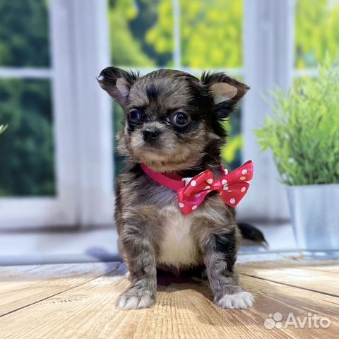 Чихуахуа д/ш мальчик
