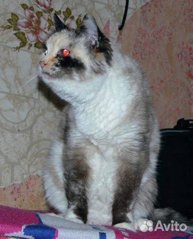 Кошечка в добрые руки