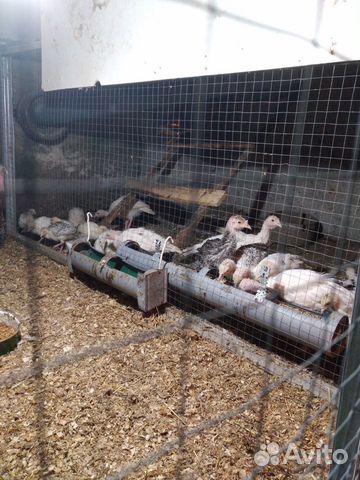 Продажа индюшат