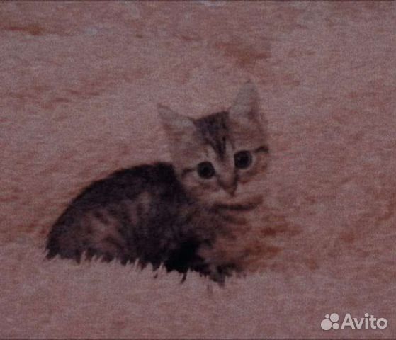 Кошки бесплатно