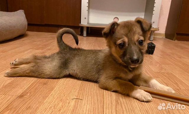 Щенок в добрые руки