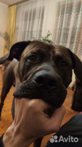 Канадский дог