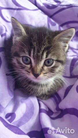 Кошки в добрые руки