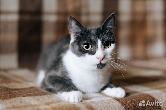 Невезучая Молли