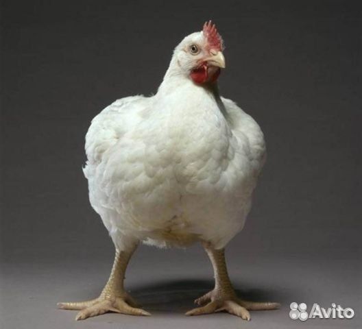 Продаются суточные цыплята