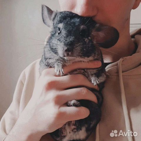 Шиншилла с клеткой