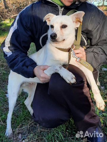 Пёсик Лютик в добрые руки