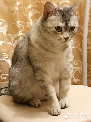 Кошка Даша