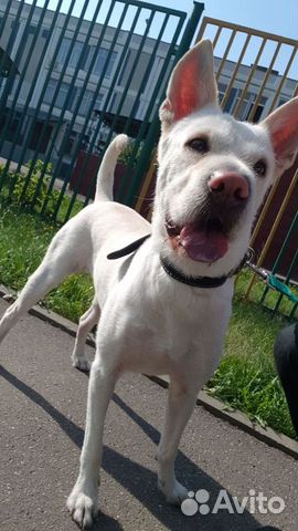 Микки ищет семью