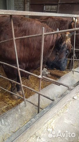 Быки откормленные