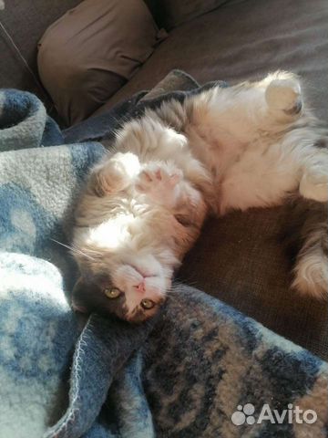 Кошка мегаласковая