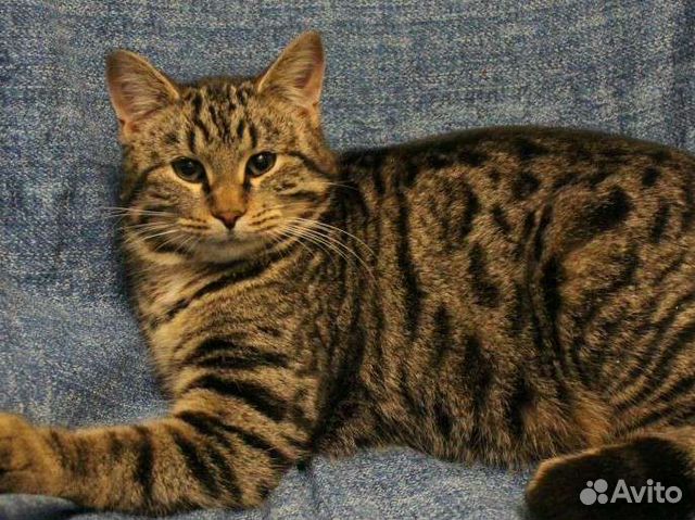 Очень нужен дом ласковой кошке Пусе