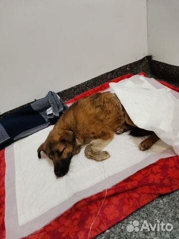 Сбили бездомную собаку и уехали