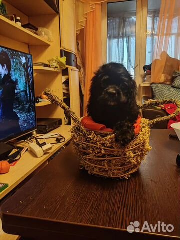 Продается щенок Американского кокер спаниеля