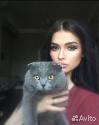Кот ищет даму