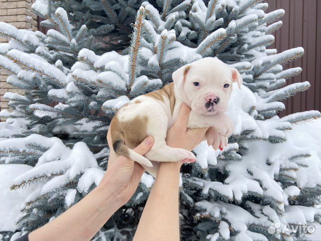 Американский бульдог