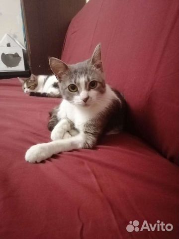 Кошечка