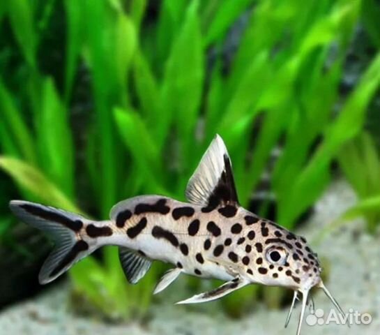 Сом-кукушка